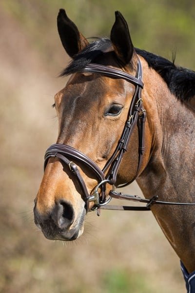 Cabezada elegant café HFI - Comercial Equestre